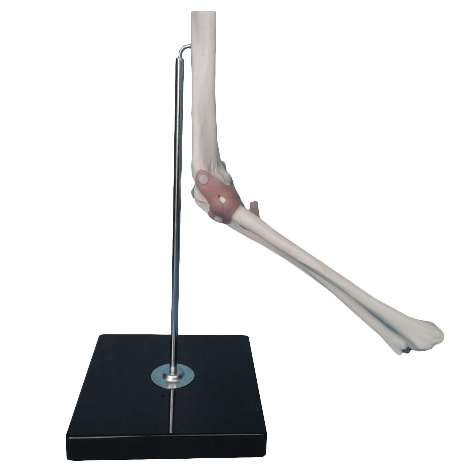 Human Elbow Joint Model Flexible Anatomically Accurate Radius Ulna ...