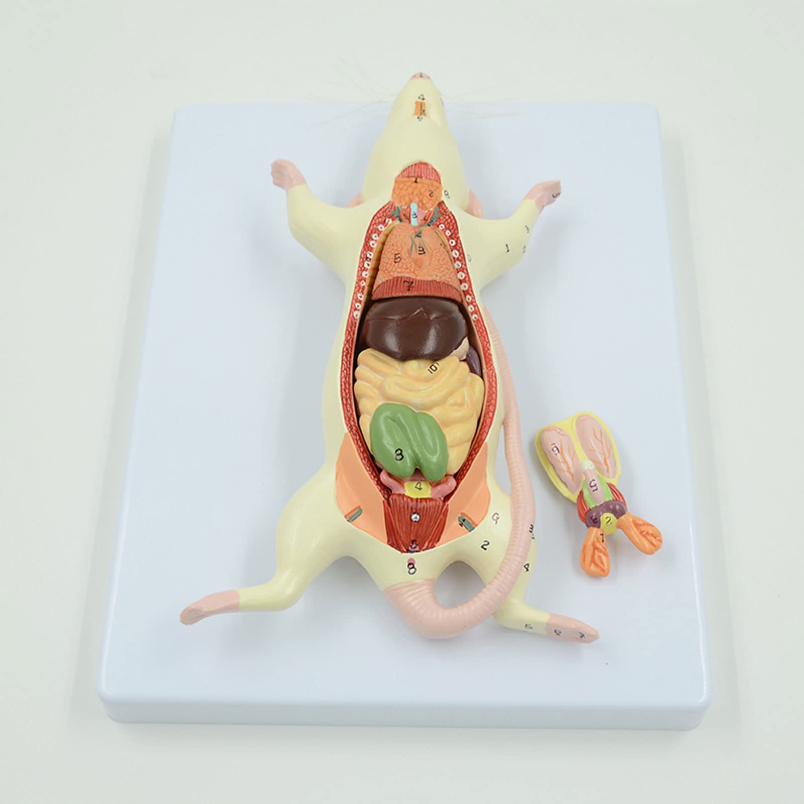 PVC Animal Dissection Model Anatomy Mouse Model - Detailed PVC Internal ...