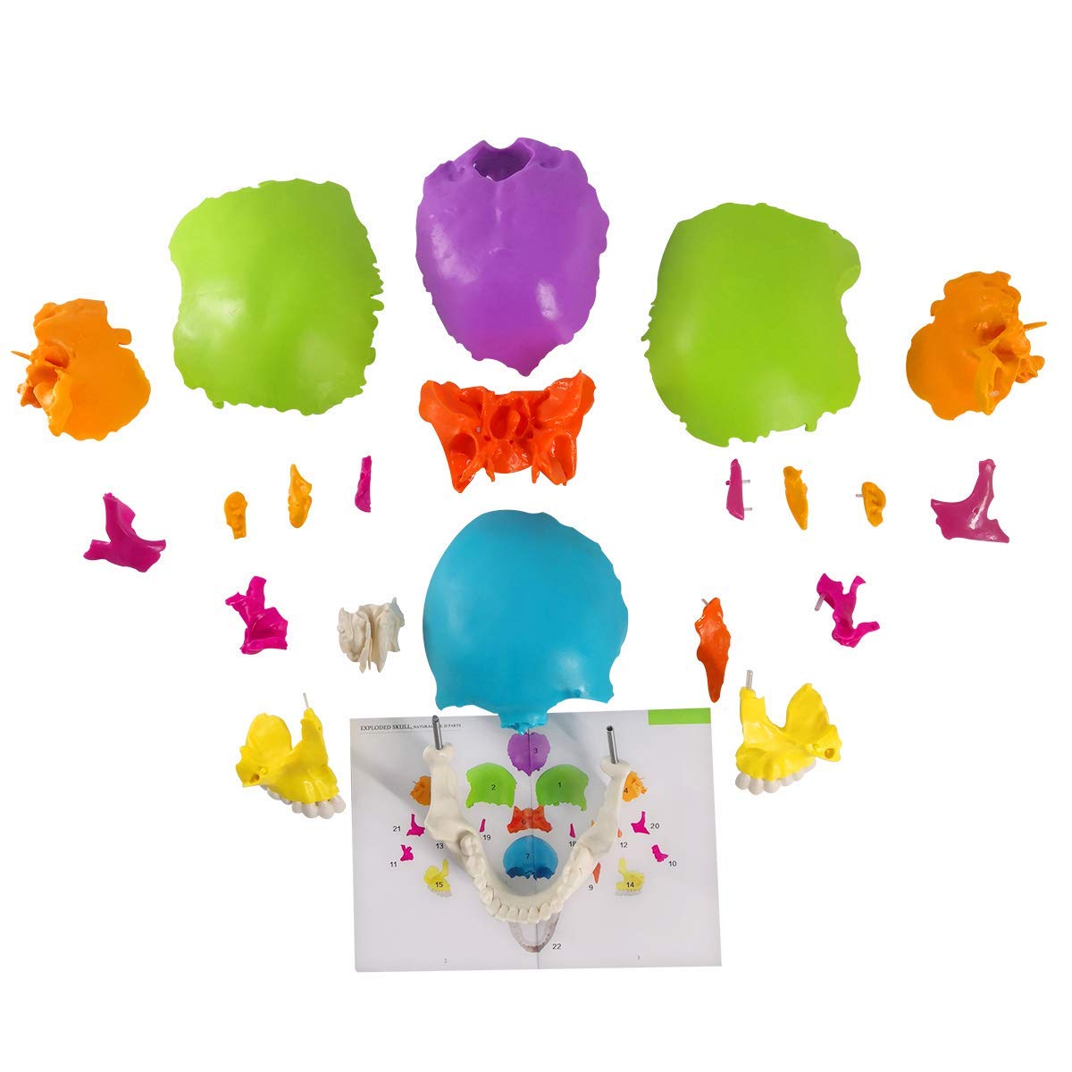 Death Whistle LSOAARRT Mini Human Skull Model,Didactic 15 Human Anatomy ...