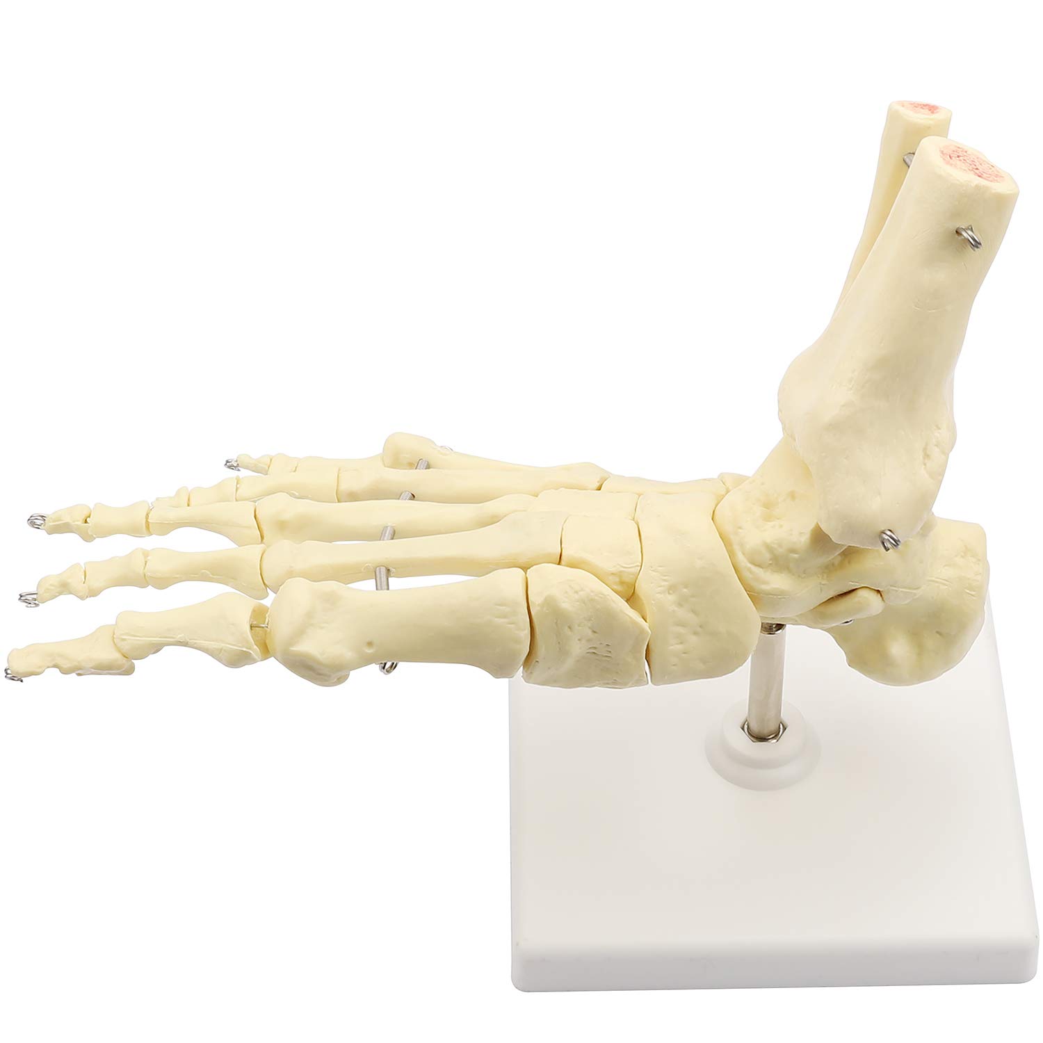 Buy Human Foot Model Right Foot Skeleton Model for Anatomy Life Size ...