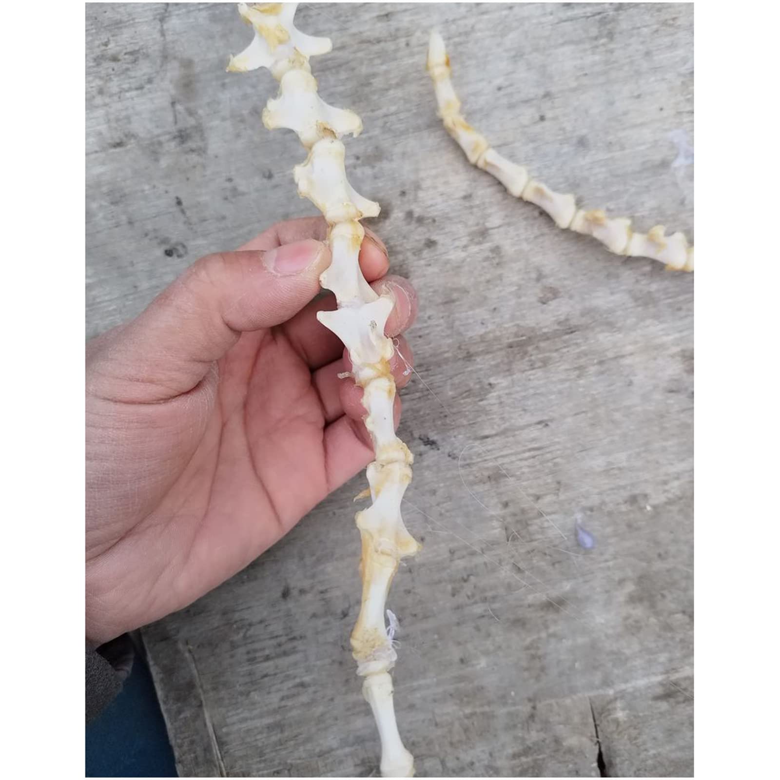 Esqueleto Anatómico De Oveja ESQUELETO NATURAL ARTICULADO DE OVINO