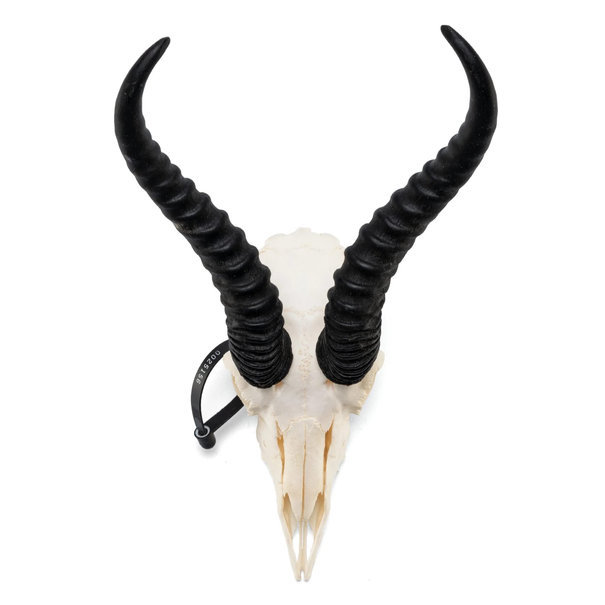 Springbok Skull