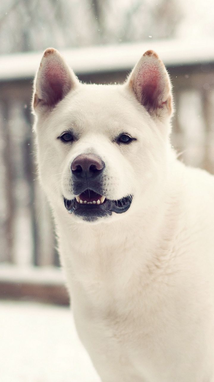 Dogs Wallpapers - App on Amazon Appstore