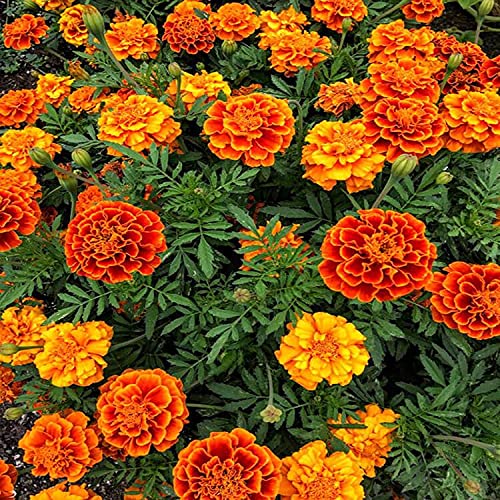 Marigold Jafri Flower Seeds Pack of 50 Seeds (Pack of 2 Pkt. 50 Seeds ...