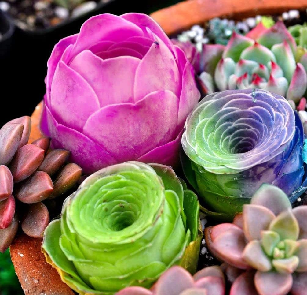 Amazon.com : Mixed Colored Rare Succulents Seeds Flower Plant 200 Pcs ...