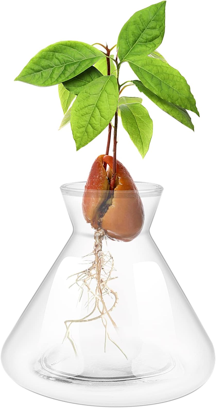 Amazon.com : RunNico 2pcs Small Avocado Seed Starter Vase,Avocado Tree ...