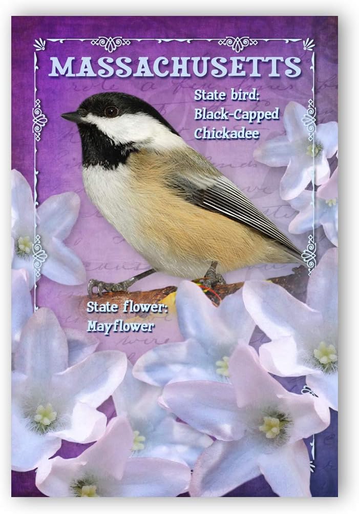 Amazon.com : MASSACHUSETTS BIRD AND FLOWER postcard set of 20 identical ...