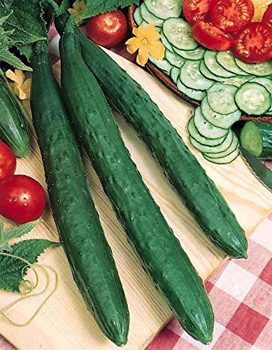 M-Tech Gardens Rare Cucumber " Tasty Jade " Exotic 20 Vegetable Seeds ...