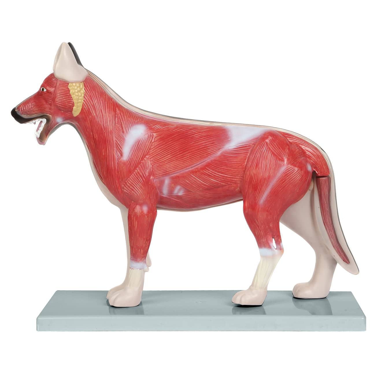 Canis Lupus Familiaris Skeleton