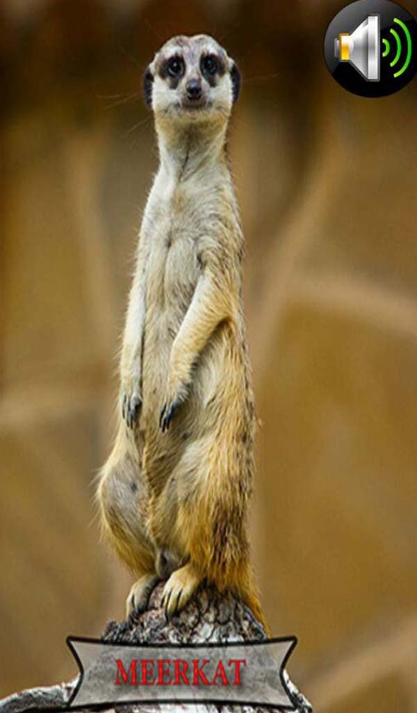 Aplicación Animals world for kids en Amazon Appstore