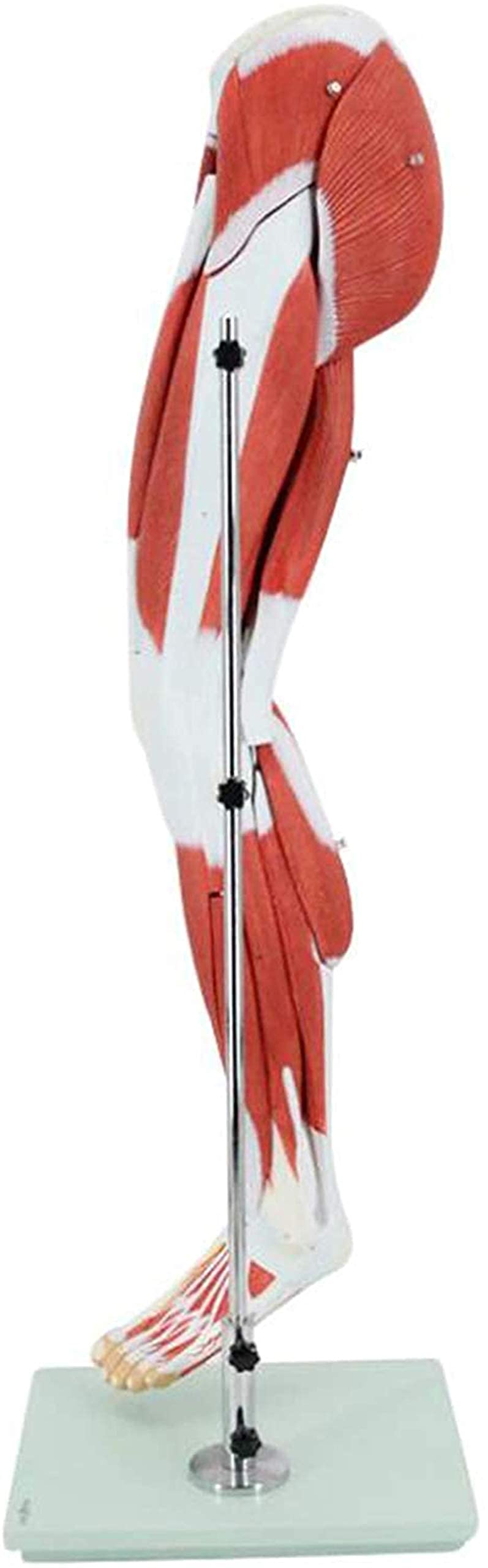 Buy Study Model Human Body Lower Limb Muscle Model - Medical Anatomical ...