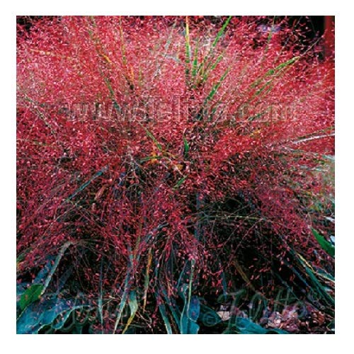 Eragrostis spectabilis/Purple Love Grass/Prairie Grass/Ornamental Grass ...