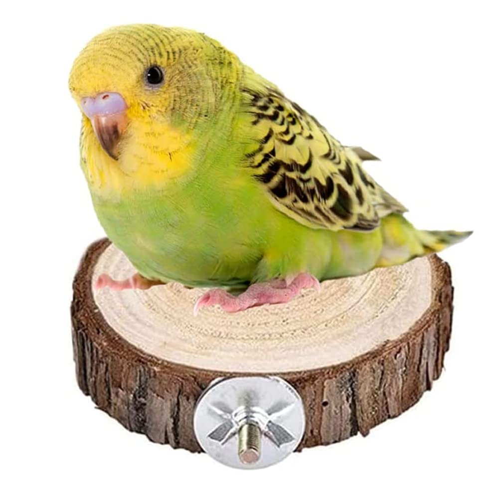 Amazon.com : Litewoo Bird Pine Platform Perch for Parakeet Cockatiel ...