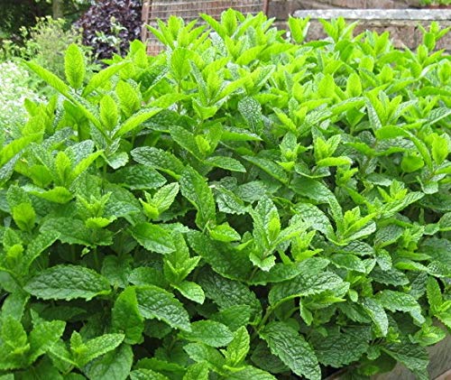 Growing Mint UK | How to Care For & Harvest Mint - Herb Expert