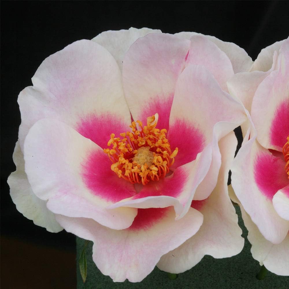 Amazon.com : Heirloom Roses Rose Plant - St. Elisabeth of Hungary Pink ...