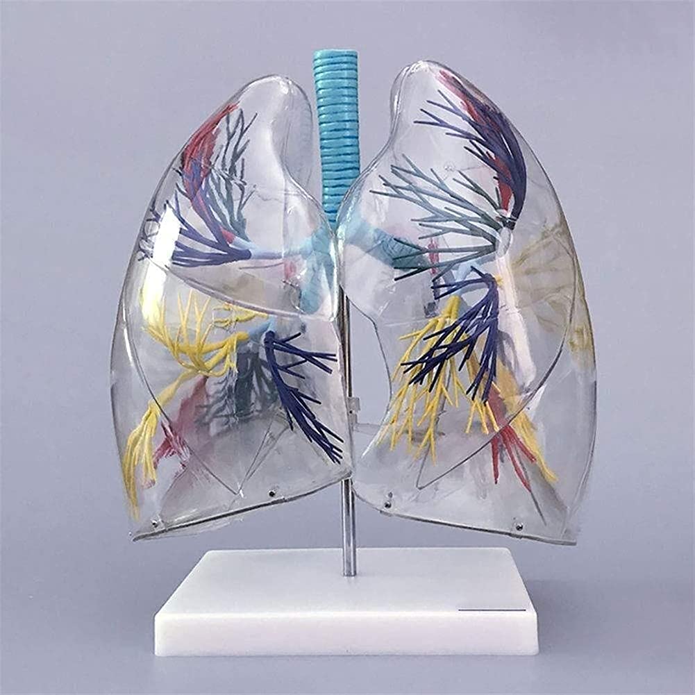 Buy Nlight Human Lung Model,Transparent Lung Segment Lung Segment Model ...