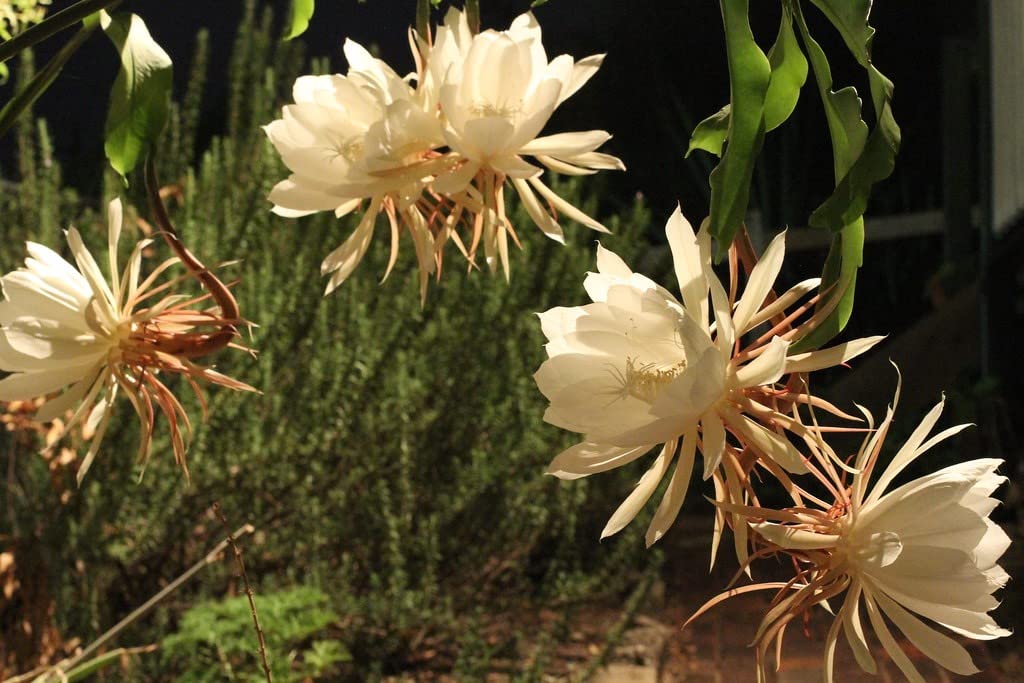 Buy Creative Farmer Nishagandhi Plant (Epiphyllum Oxypetalum) Ever ...