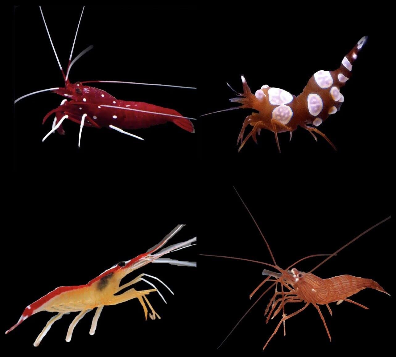Saltwater Aquarium Shrimp