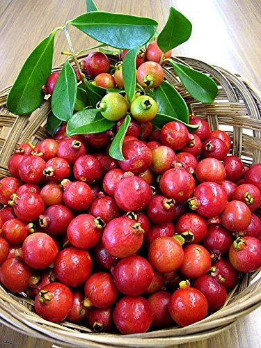 Fruit Syzygium zeylanicum" Poocha Pazham/Cat Eye fruit" Fruit Plant (1 ...