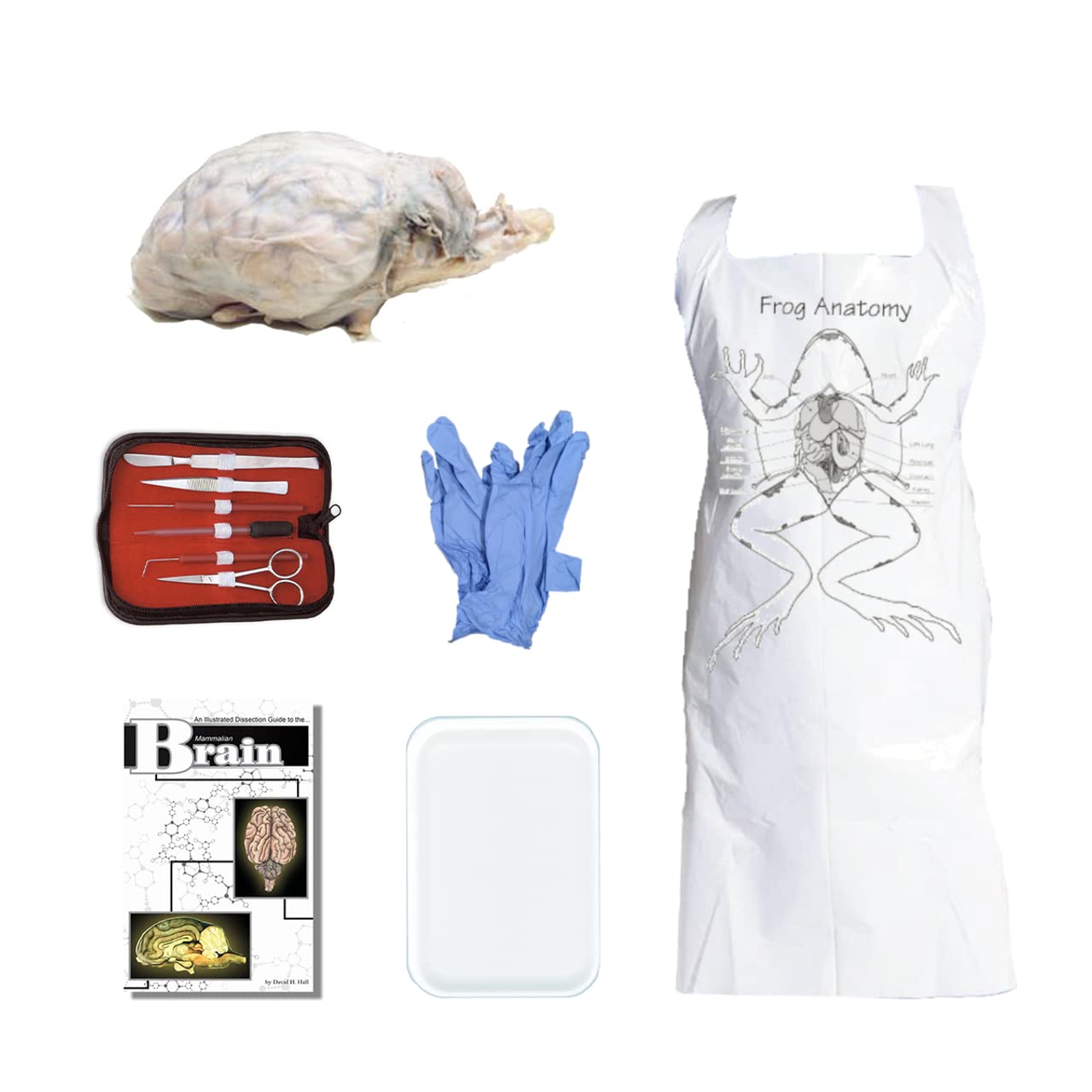 Anatomy Lab Sheep Brain Dissection Kit with Scalpel Dissection Guide ...