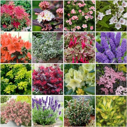 [x12] All Seasons Heather Plant Collection | Variety-Pack | Evergreen ...