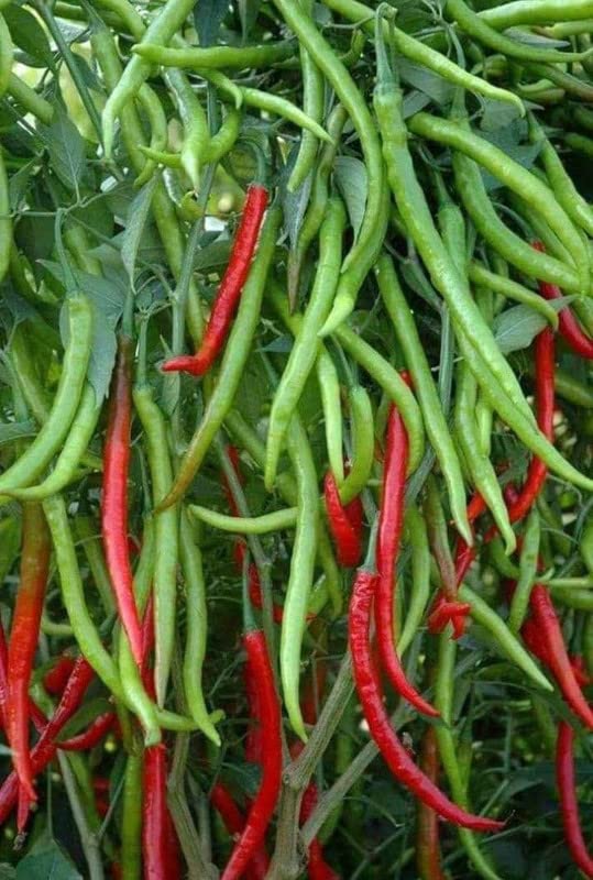 Ritz Farming® Imported Chilli seeds | small yellow chilli seeds ...