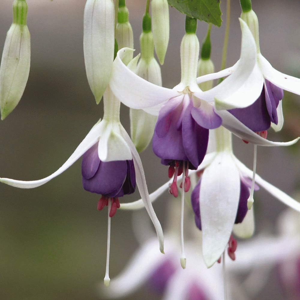 Portal Cool 6 Giant Trailing Fuchsia Sir Matt Busby Hanging Basket ...