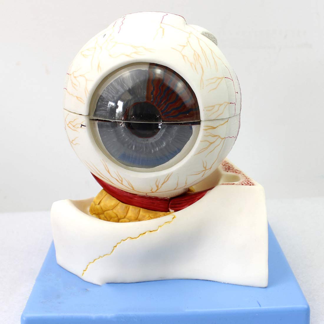 Buy Magnification Human Giant Eye Model Disassembled 8 Parts Human Eye ...
