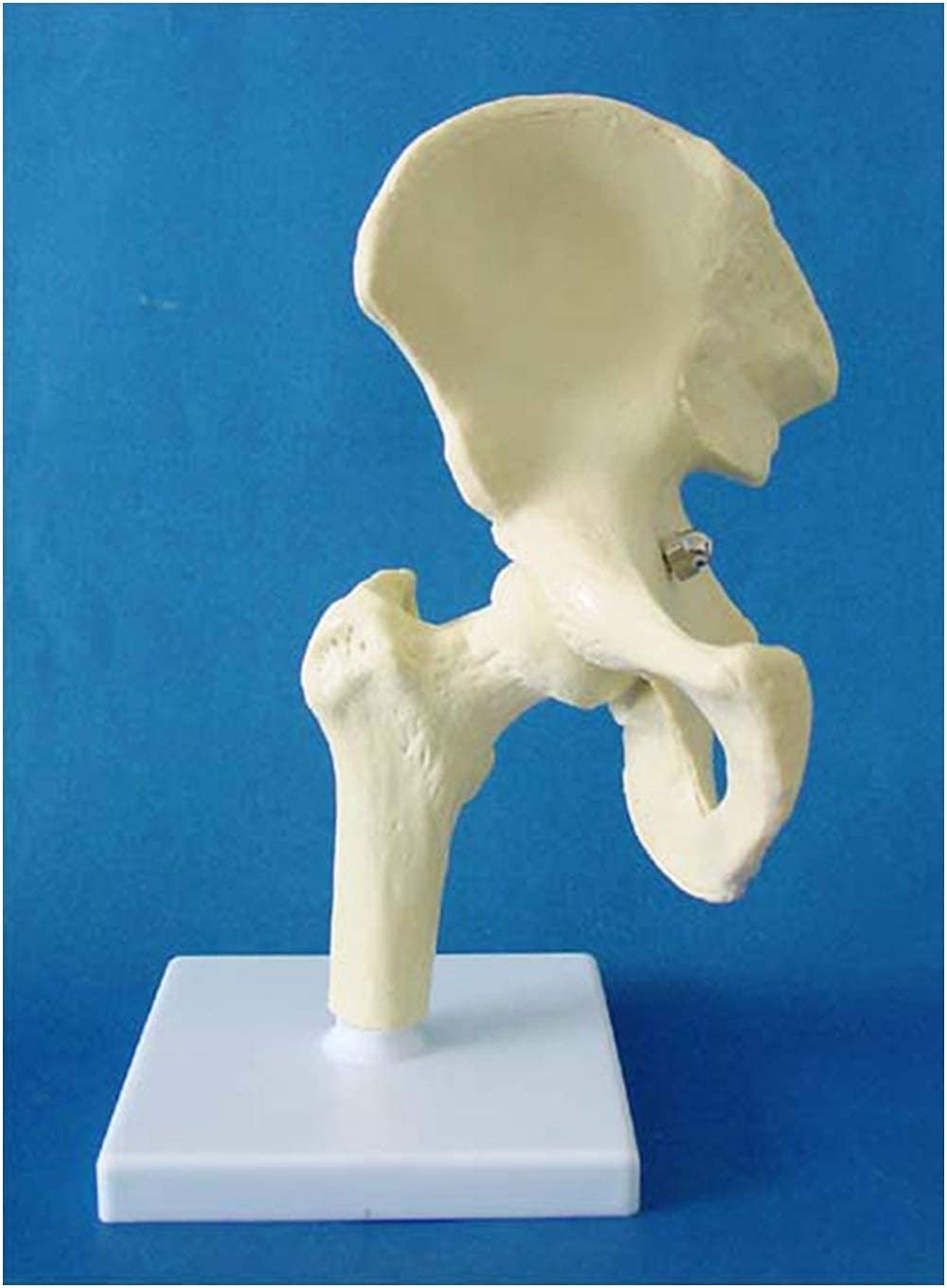 Buy Hip Model - Educational Model Human Hip Joint Model - Life Size ...