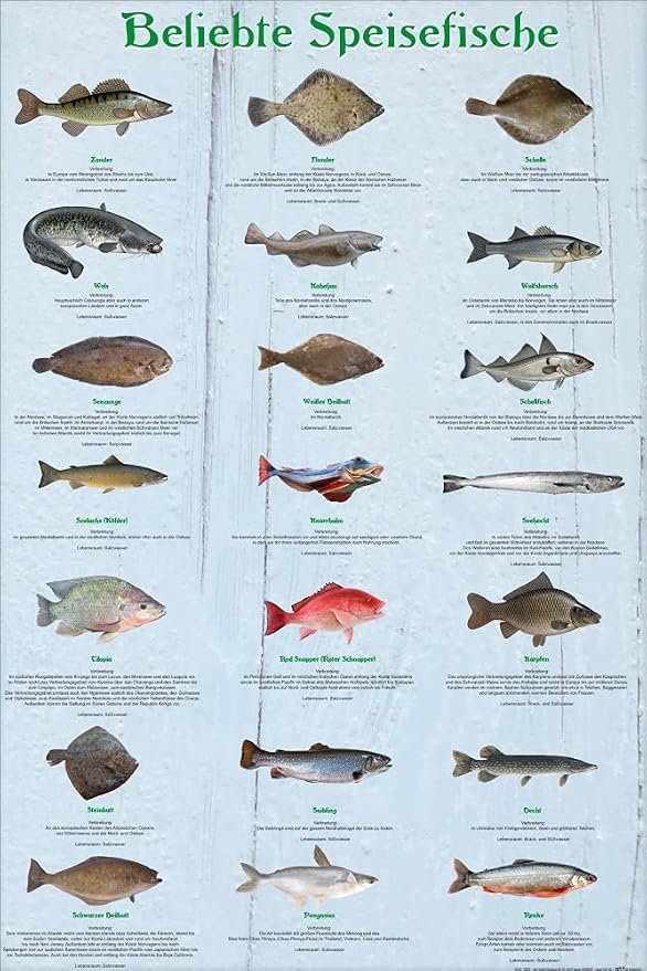 1art1 Fische Poster Beliebte Speisefische Plakat | Bild 91x61 cm ...