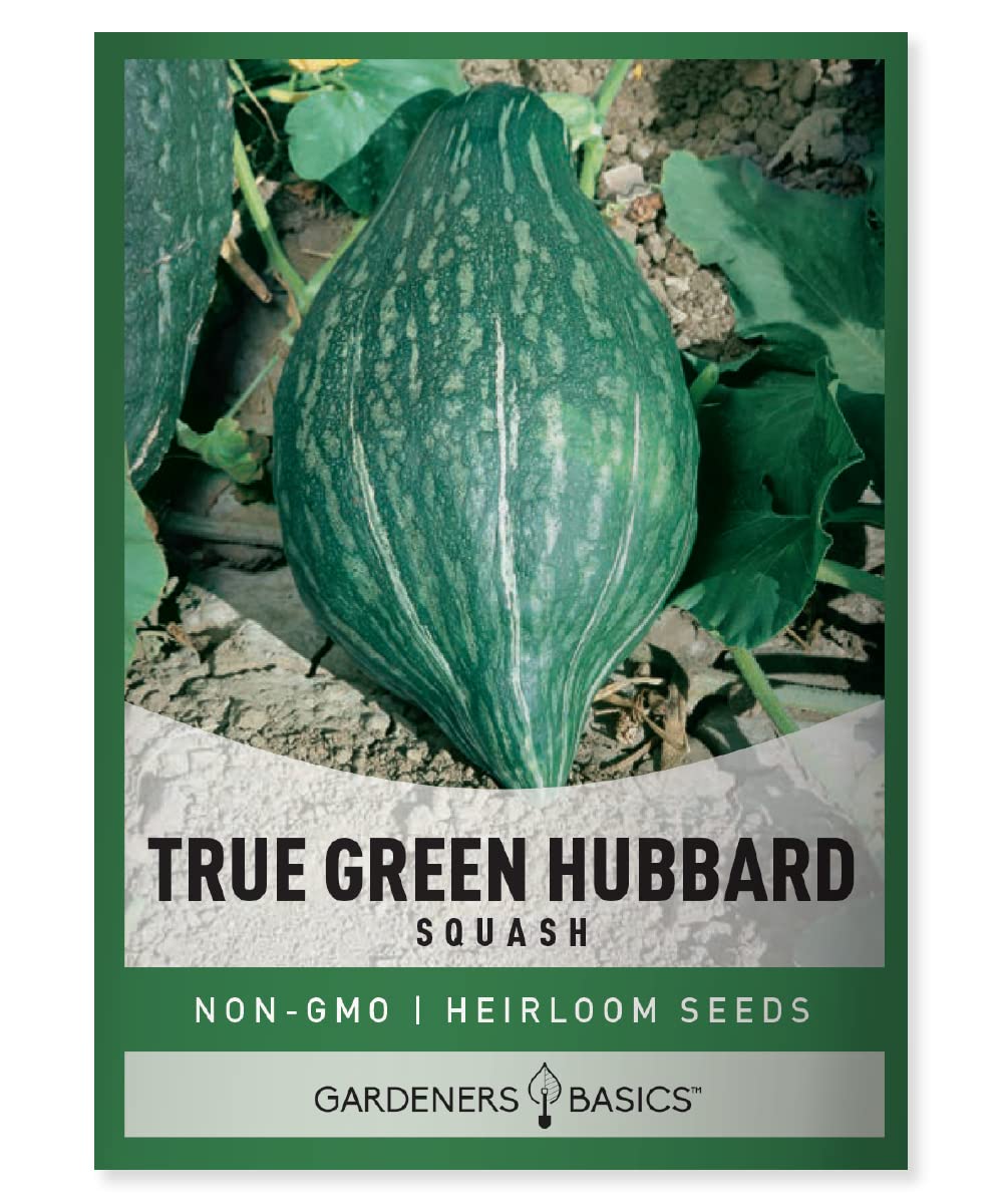 Green Hubbard Squash