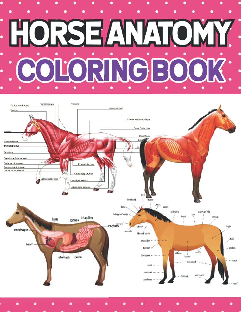 Buy Horse Anatomy Coloring Book: Horse Anatomy Student's Self-Test ...
