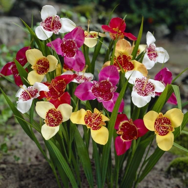 schone Tigridia - Summer Flowering Bulbs - Perennial - Mexican Shell ...
