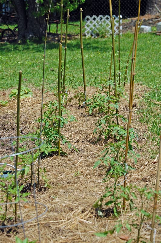 TCLPVC Bamboo Sticks for Plants Support (Set of 50) Sticks Size 4ft ...