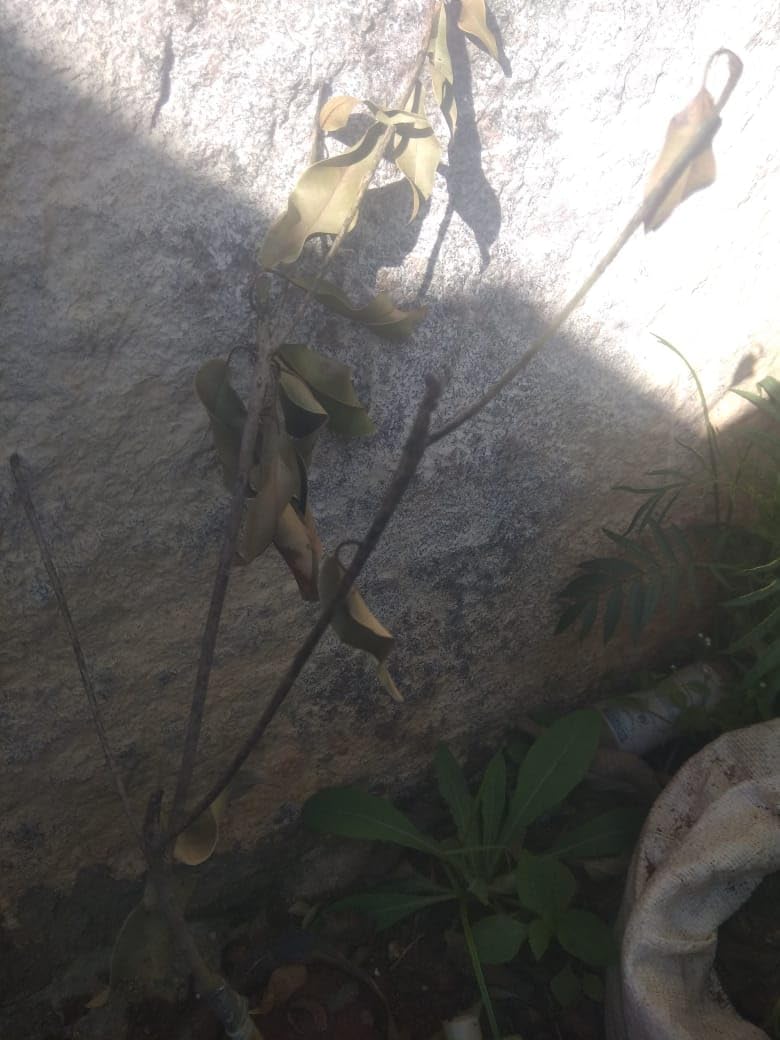 Greentower Thai Red Sapota/Chiku Plant - Grafted(1 Plant In poly bag ...