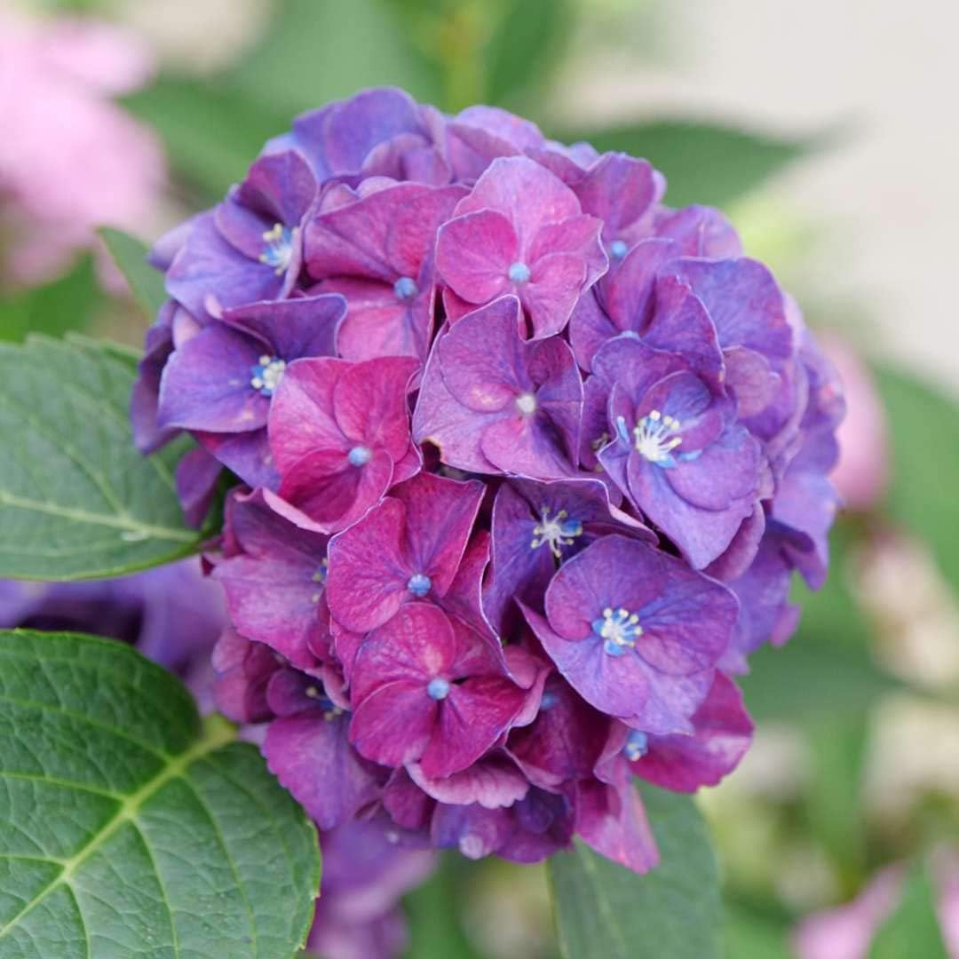 Amazon.com : Wee Bit Grumpy® Bigleaf Hydrangea - 4" Pot - Proven ...