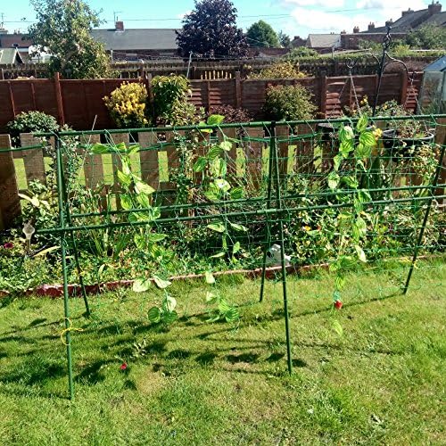 Easynets Pea Support Frame, 2m long, 1m high. : Amazon.co.uk: Garden