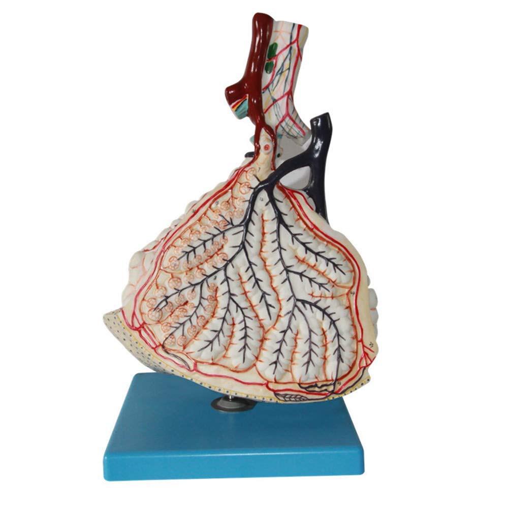 Buy Lung Model Alveoli Model, Alveolar ment Model, Respiratory System ...