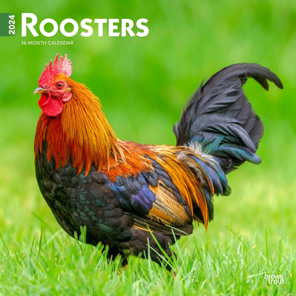 Roosters | 2024 12 x 24 Inch Monthly Square Wall Calendar | BrownTrout ...