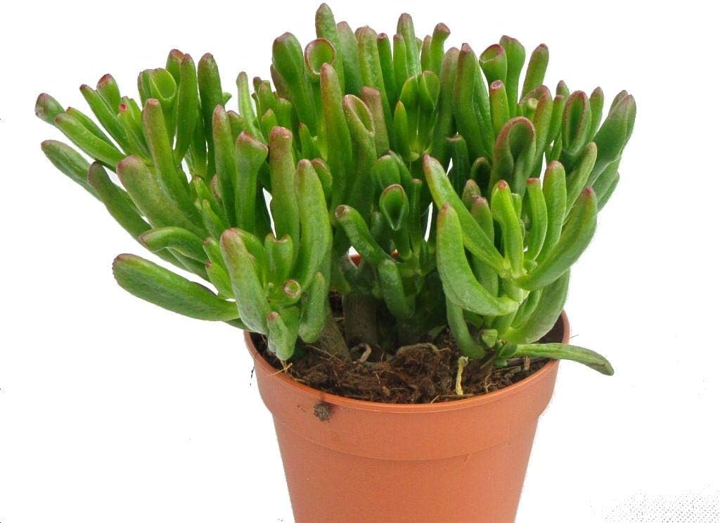 Money plants / money tree Convoluta, 1 piece. : Amazon.co.uk: Garden