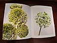 Ranunculus: Beautiful Varieties for Home and Garden (Flowers): Slade ...