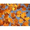 Amazon.com : Sugar Maple | Small Tree Seedling | The Jonsteen Company ...