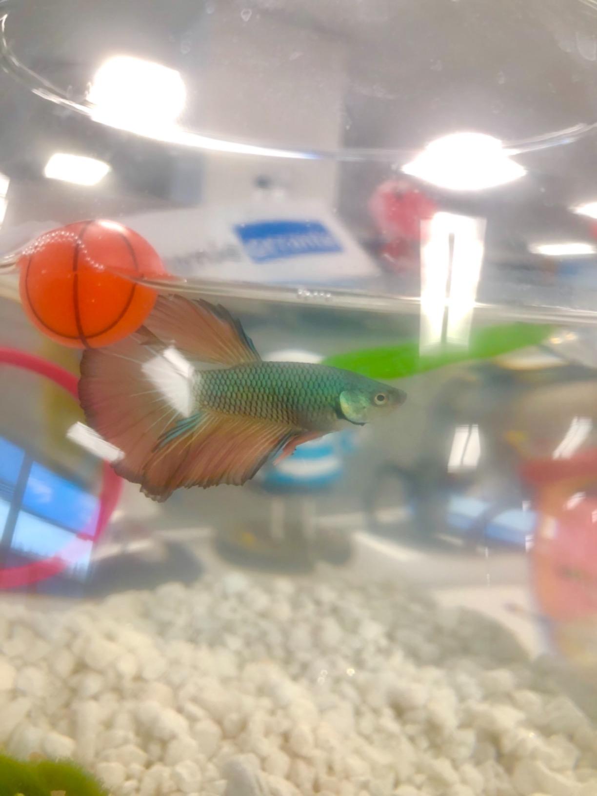 Amazon.com : R2 Fish School Complete Fish Training Kit : Science Kit ...