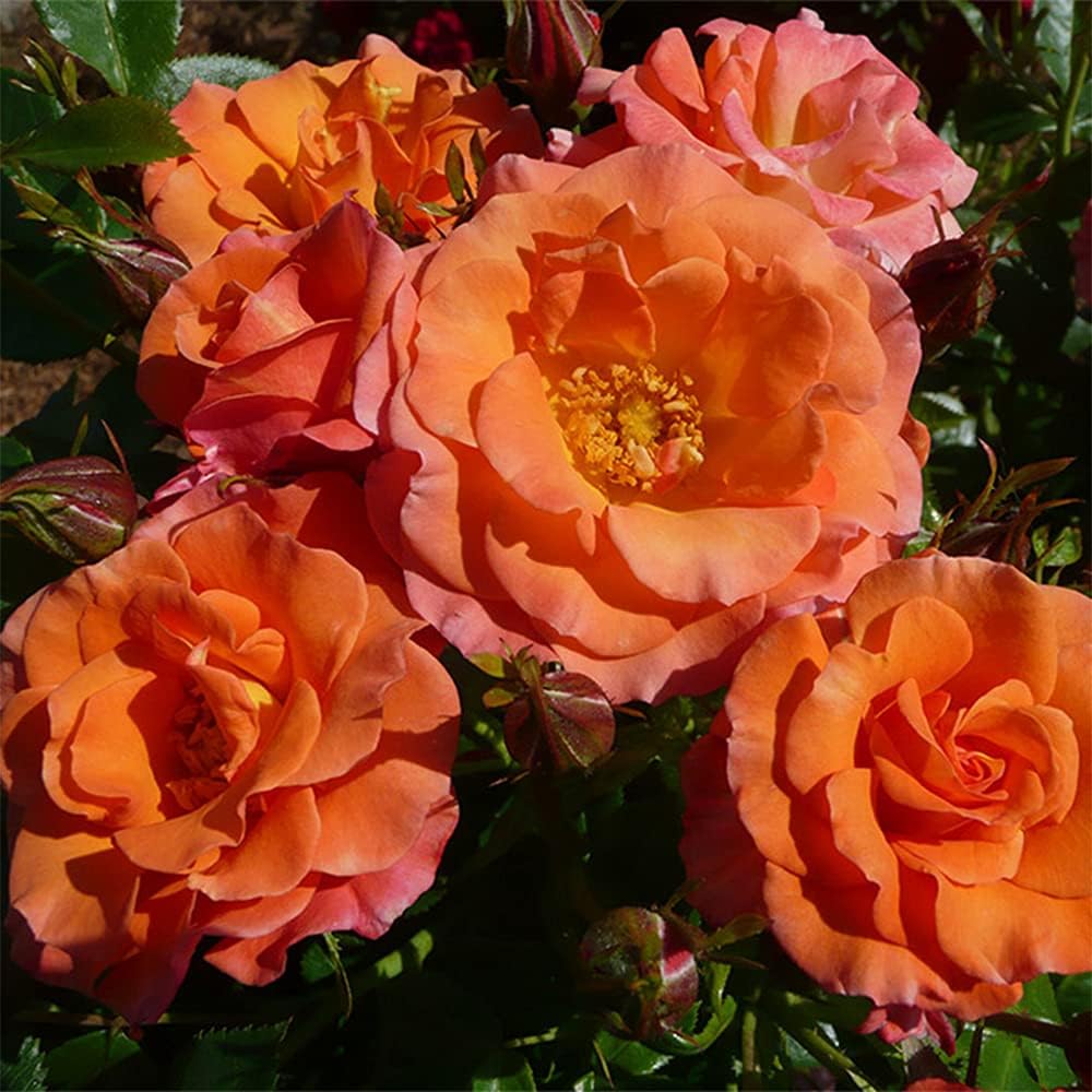 Amazon.com : Heirloom Roses Rose Plant - Old John™ Multi Colored Rose ...