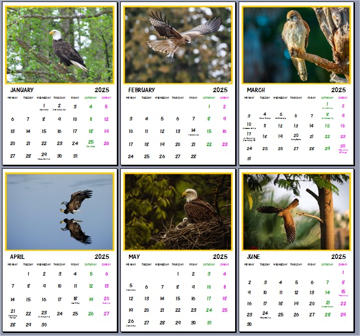 2025 Calendar Birds of Prey : Amazon.co.uk: Stationery & Office Supplies