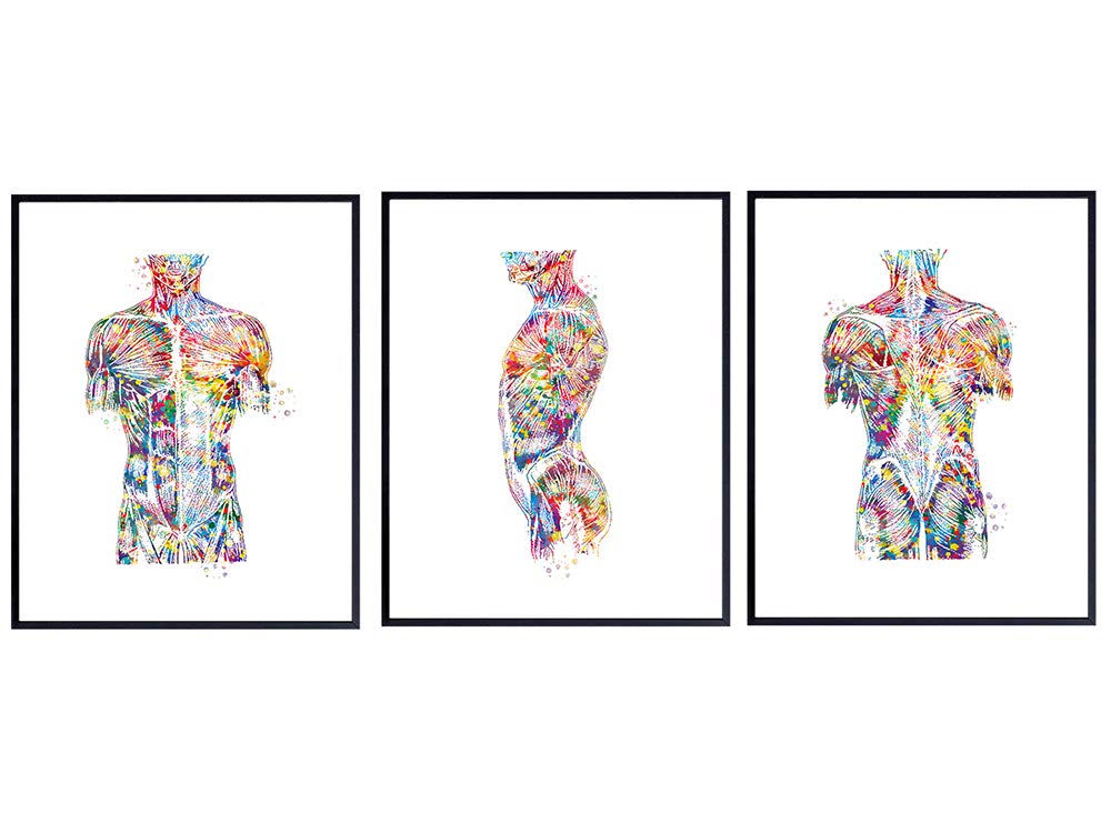 Amazon.com: Modern Human Anatomy Room Decorations - Gift for Doctor ...