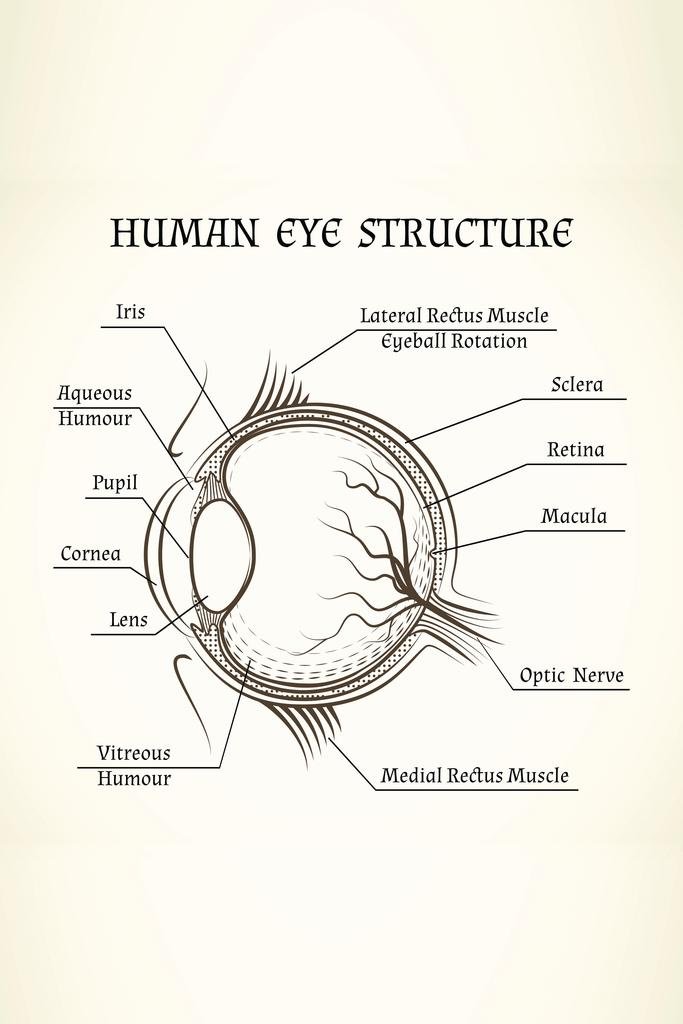 Structure Of The Eyeball