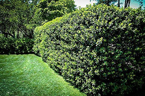 Holly For Privacy Screen Here's How To Creative A Vegetative Screen