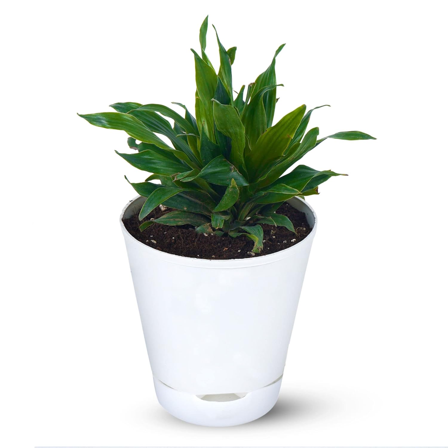 Plant a Leaf Indoor Plants for Living Room, Bedroom, Office, Dracaena ...