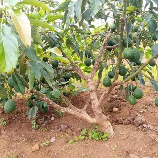 Amazon.com : Live Avocado Tree, HASS Grafted Avocado Tree, 2 to 3 Ft ...